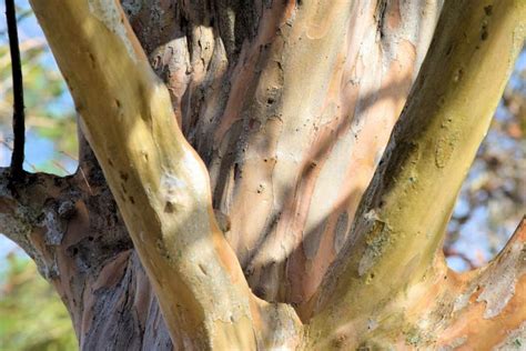 Crepe Myrtle Bark Peeling And Splitting What To Do