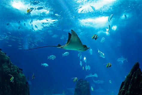 Oceanário De Lisboa Guia Para Visitar O Melhor Aquário Do Mundo