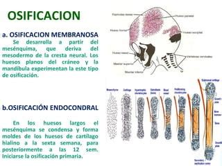 Sistema Esqueletico Ppt