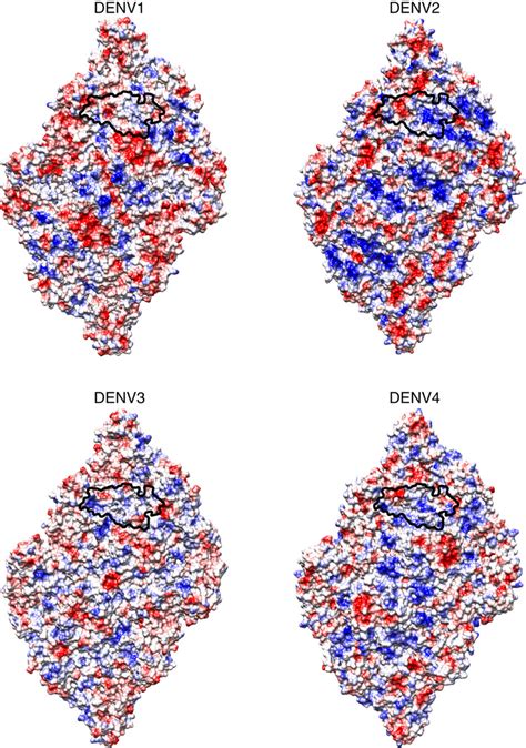 Comparison Of The Electrostatic Charges Of The Epitope Across Denv14