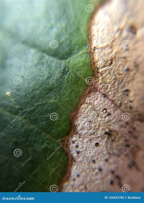 Sick Leaf Stock Image 127048741