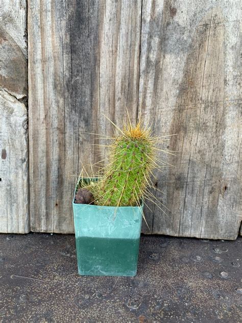 Trichocereus Bettys Gold Live Rooted Plant Etsy