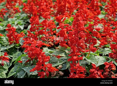 Colorful Of Red Salvia Flower In The Garden Stock Photo Alamy