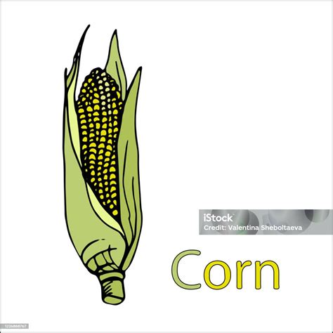 옥수수 야채 연구를위한 교육 자료 C 만화 개요 옥수수 Cob에 한 마디 벡터 자유형 그리기 검은 색 윤곽선 흰색 배경에 격리 건강한 식생활에 대한 스톡 벡터 아트 및 기타