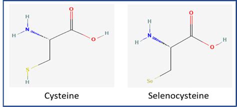 Chemical Structure Of Cysteine Mw 10301 Da Pubchem Cid 5862 And