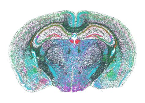 Fearful Memories Of Others Seen In Mouse Brain Realclearscience