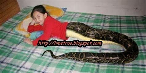 Manusia Ular Naik Haji Homecare24