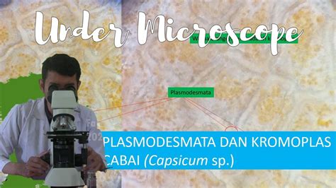 Under Microscope Plasmodesmata Dan Kromoplas Cabai Capsicum Sp Youtube