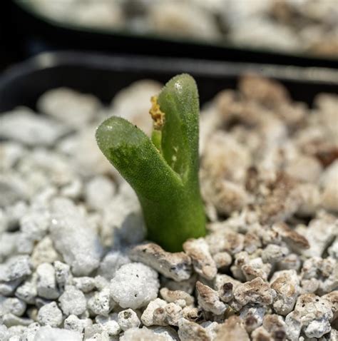 Conophytum Devium Ssp Stiriferum