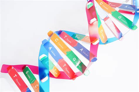 Dna 분자 나선형 구조 모델은 흰색 배경 염색체 및 유전자 화학 과학 생물학에서 분리됩니다 0명에 대한 스톡 사진 및 기타