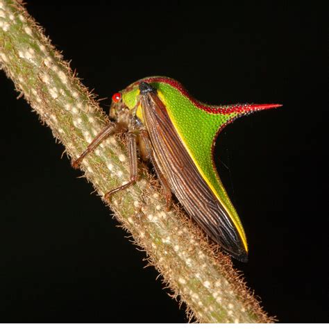 Thorn Bug Cards The Universe And Everything Wiki Fandom