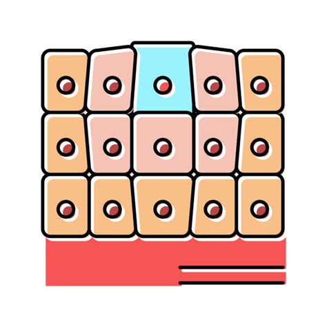 Epithelial Tissue Illustrations Royalty Free Vector Graphics And Clip Art Istock