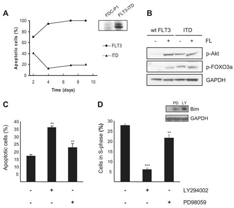 Growth Stimulatory And Antiapoptotic Signals In Flt3 Itd Transduced Download Scientific Diagram