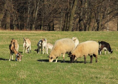 Raising Goats vs Sheep – Which is Better to Raise?