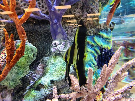 New 16k Gallon Scheels Tank In Colorado Springs Reef2reef