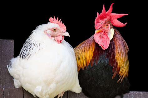 How Do Chickens Mate Chicken Mating Explained
