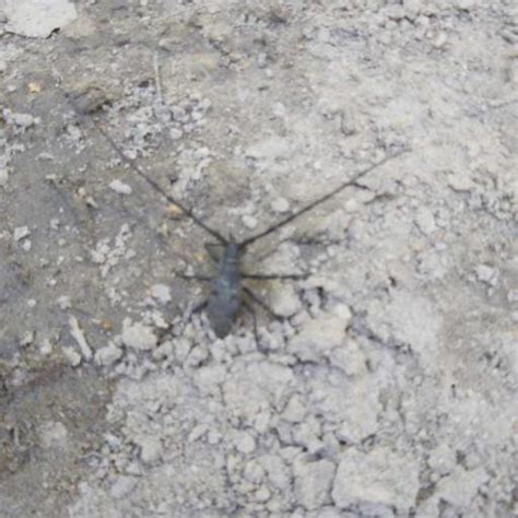 Morimus Asper Insect Identification Guide Habitat And Facts