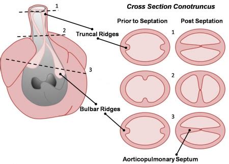 Advanced Outflow Tract Embryology