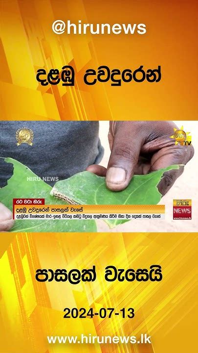 දළඹු උවදුරෙන් පාසලක් වැසෙයි Hiru News Youtube