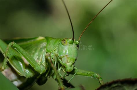 Grasshopper Head Stock Image Image Of Rain Leaf Closeup 86979675
