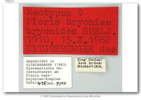 Pieris Napi Bryonides Type Specimens