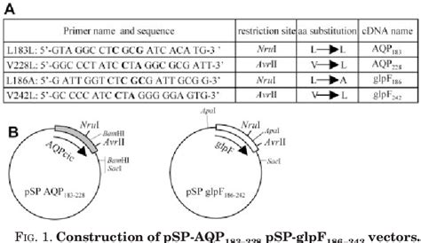 Figure 1 From Role Of C Terminal Domain And Transmembrane Helices 5 And 6 In Function And