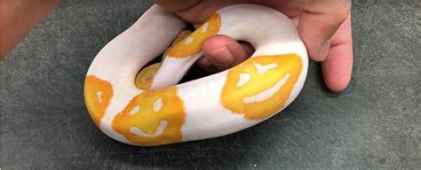 It Took Him Years But This Python Owner Just Bred An Adorable Emoji Snake ScienceAlert