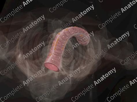 Sigmoid Colon Complete Anatomy