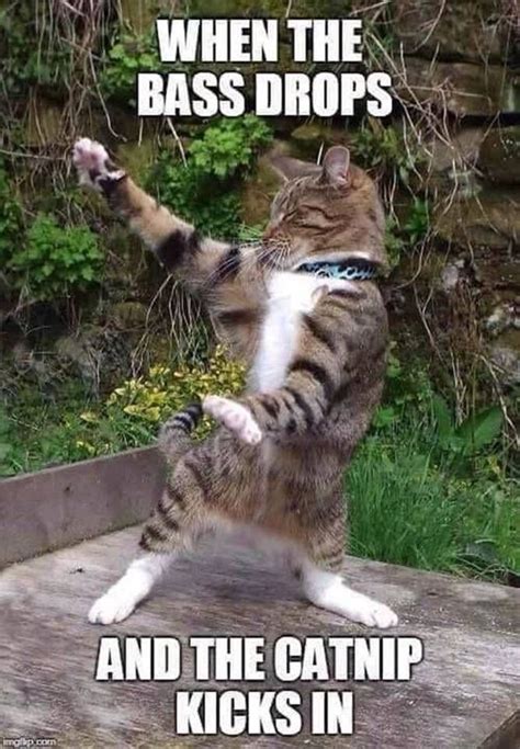 Goofy Kitty Rcatmemes