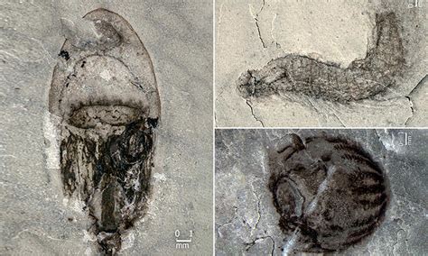 Dig Deeper 3 Examples Of Rapid Fossilization
