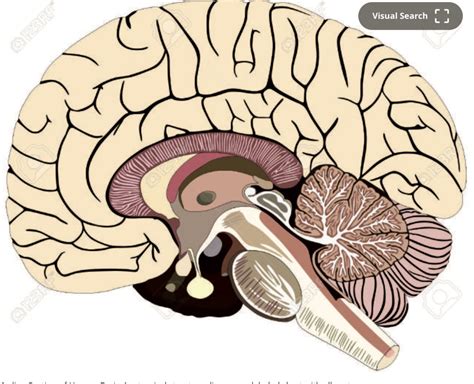 Brain Quiz Diagram Quizlet