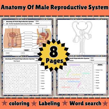 Anatomy Of The Male Reproductive System Labeling Worksheets Diagrams