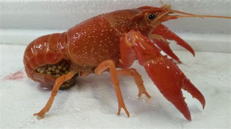 Wa Police Execute Search Warrant For An Invasive Red Swamp Crayfish