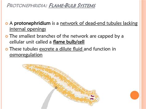 Osmoregulation And Excretion Ppt Download