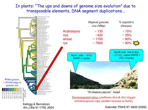 Xuhua Xia Transposition Xuhua Xia Ppt Download