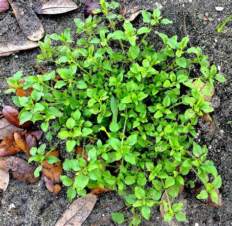Chickweed