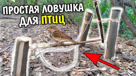 ПРОСТАЯ ЛОВУШКА ДЛЯ ПТИЦ | Как поймать птицу? - YouTube