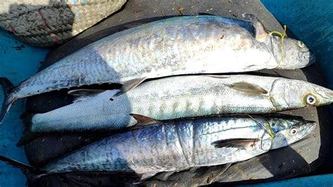 fish video fish information video kakka village fish market update ...