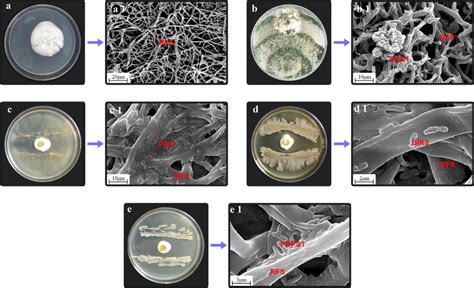 Antagonism Activity Of Bioagents Against U Virens Rfs Rice False Download Scientific Diagram