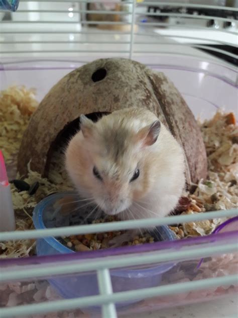 햄스터 종류 와 햄스터 수명 키우기 알아보기 네이버 블로그