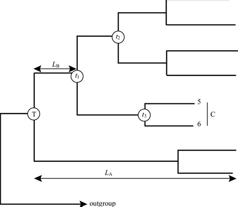 Molecular Divergence Time Calculations From A Distance Tree Numbers Download Scientific