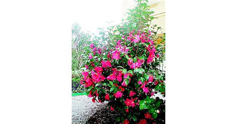 Как да вкисля почвата Български Фермер