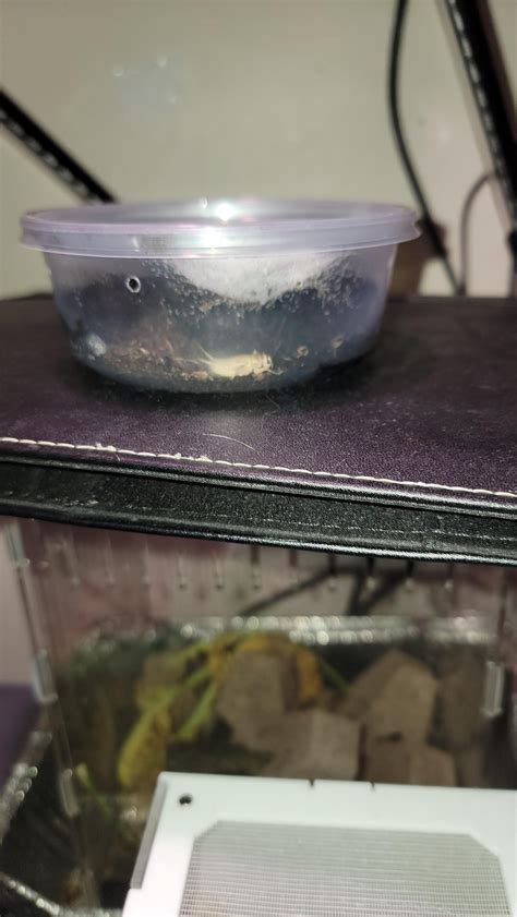 Regal Jumping Spider Eggs R Jumpingspiders