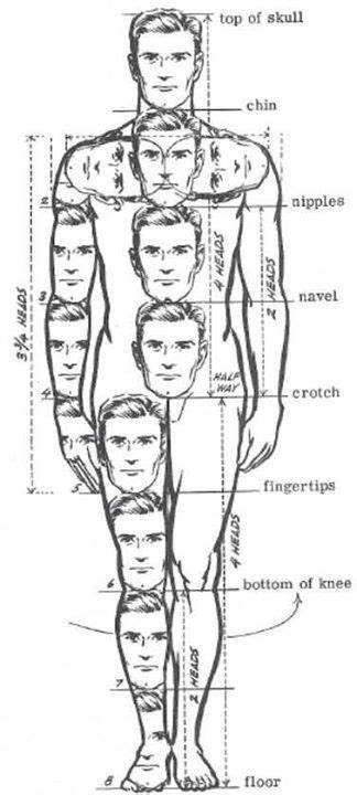 How Many Human Heads Make A Leg Google Search Desenho Corpo Humano