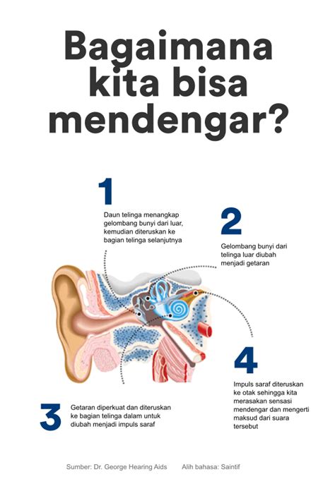 Bagian Bagian Telinga Beserta Gambar dan Penjelasan Fungsinya