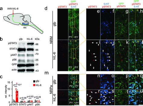 Hyper Il 6 Transneuronally Stimulates Neurons Of Raphe And Red Nuclei Download Scientific