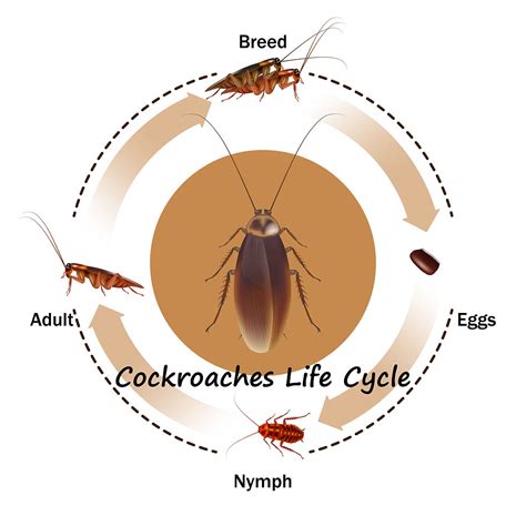 Understanding German Cockroaches A Comprehensive Guide