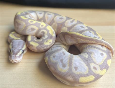 cutie r ballpython