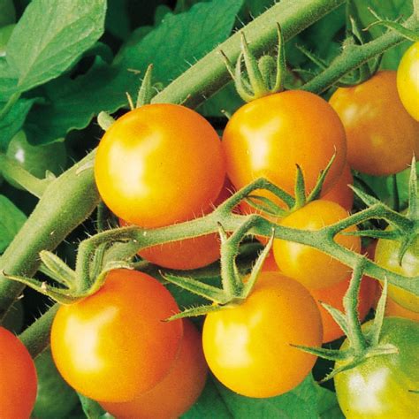 Sungold Cherry Tomato Jardineries Botanix