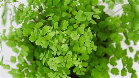 Complete Guide To Maidenhair Fern Care Patch